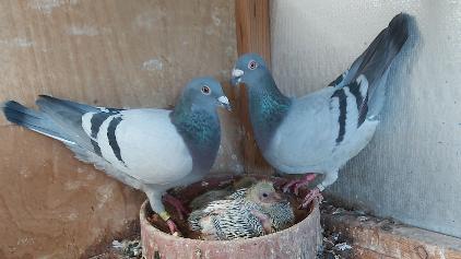 Stock Birds | Northern Gold Coast | Hudson Lofts